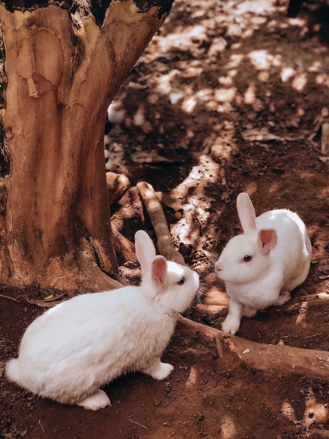 4 waardevolle tips om konijnen in de tuin te houden